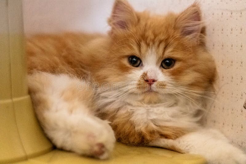 Beautiful Two-month-old Persian Cat Resting Stock Photo - Image of ...