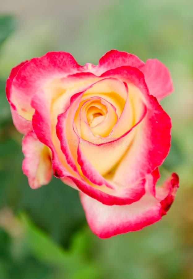 Beautiful of Two Tone Rose Flower Shallow Depth of Field Stock Image ...