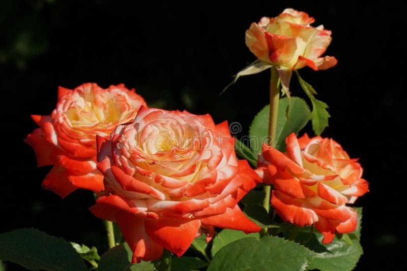 Two-tone roses stock image. Image of petal, romantic - 251149537