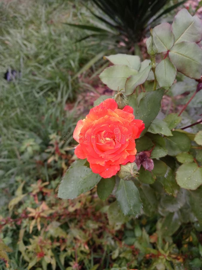 Beautiful two toned rose stock image. Image of toned - 231326087