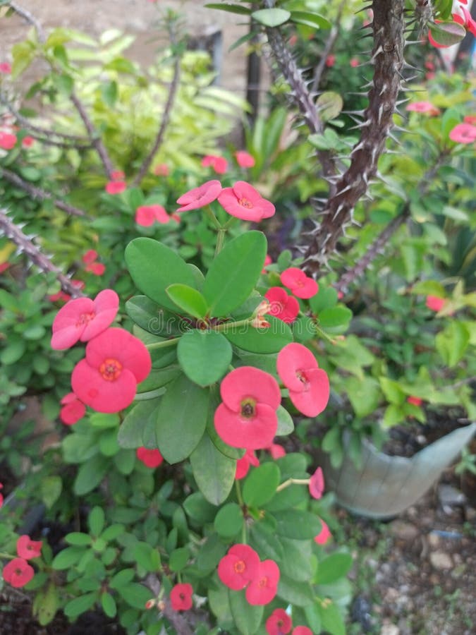 This is a Beautiful Type of Flower Indonesia Asia Stock Photo - Image ...