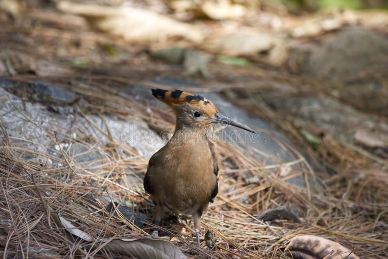 Udod Bird Stock Photos - Free & Royalty-Free Stock Photos from Dreamstime