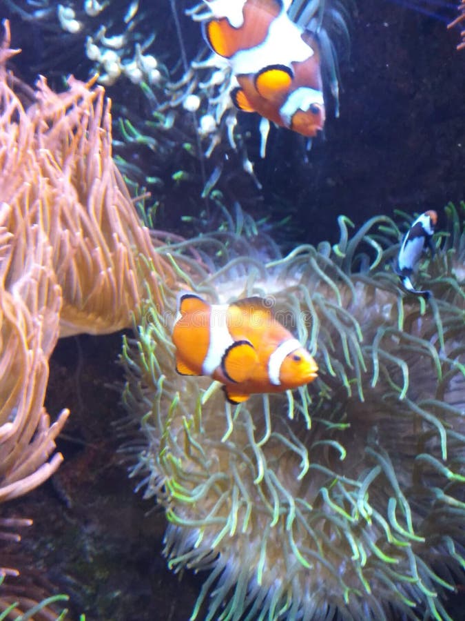 Beautiful under the sea stock image. Image of organism - 222370703