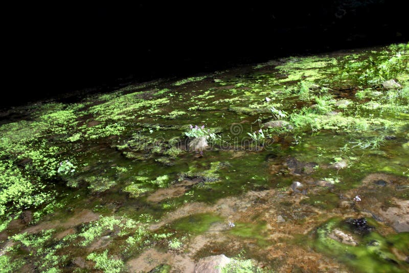A Beautiful Underground Cave Lake with Green Vegetation and Moss ...