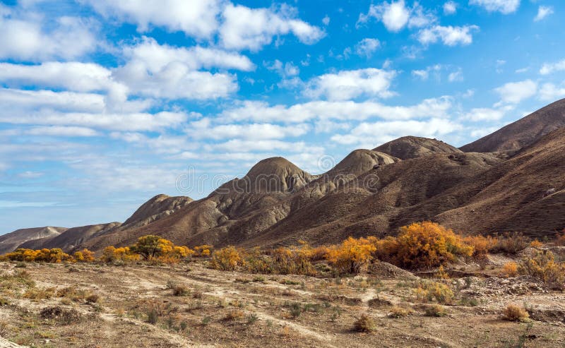 Beautiful Undersized Yellow Autumn Trees in Highlands Stock Photo ...