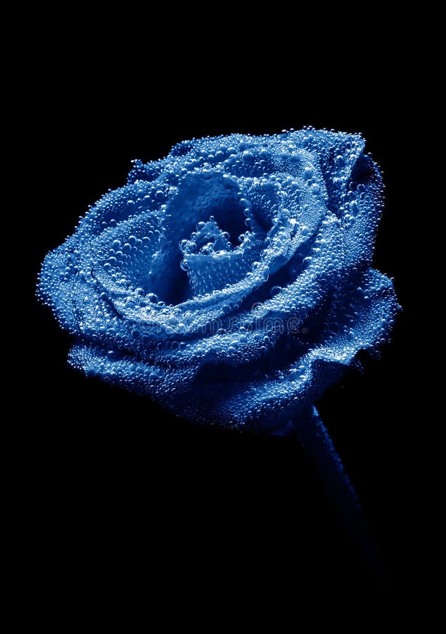 Beautiful Underwater Blue Rose Stock Photo - Image of health, natural ...