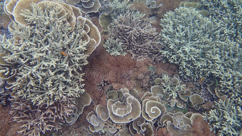 Beautiful Underwater Life Coral Reef and Fish Stock Image - Image of ...