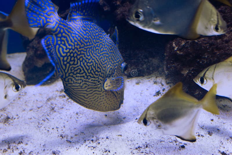 Beautiful Underwater World with Tropical Fish Stock Image - Image of ...