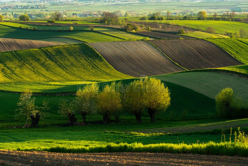 Beautiful Undulating Fields in the Polish Ponidzie Region in Spring ...