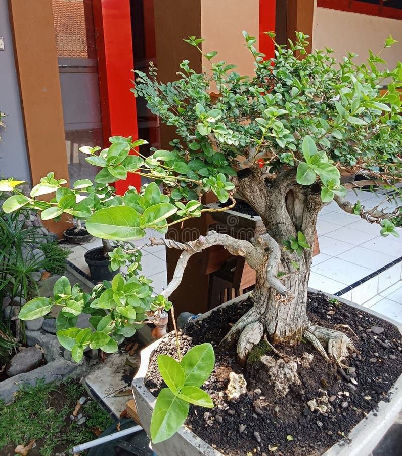 Beautiful and Unique Bonsai Plant Creations Stock Photo - Image of shape, beautiful: 338939088