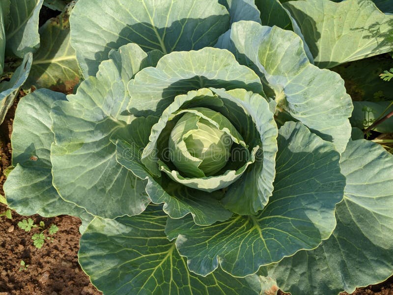 Beautiful unique cabbage stock photo. Image of green - 269757736