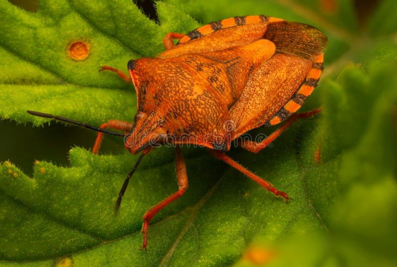 Beautiful and Unique Colored Beetles Perched on Leaves Stock Image ...
