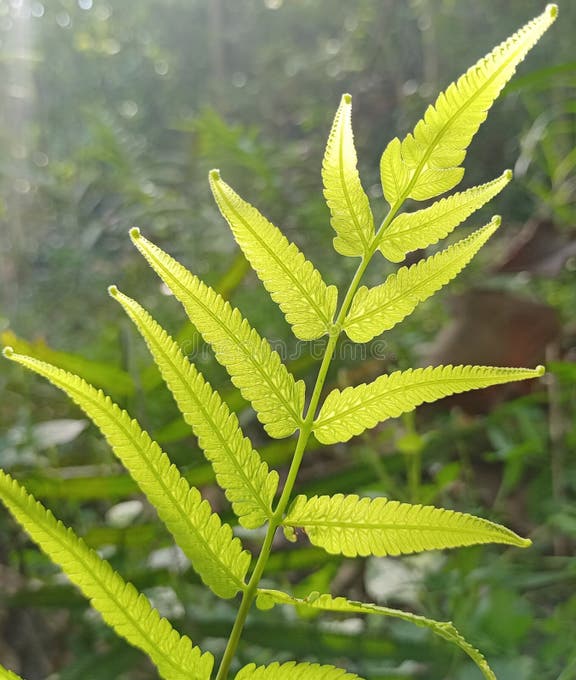 Beautiful and Unique Leaf Shape Stock Image - Image of wildflower ...