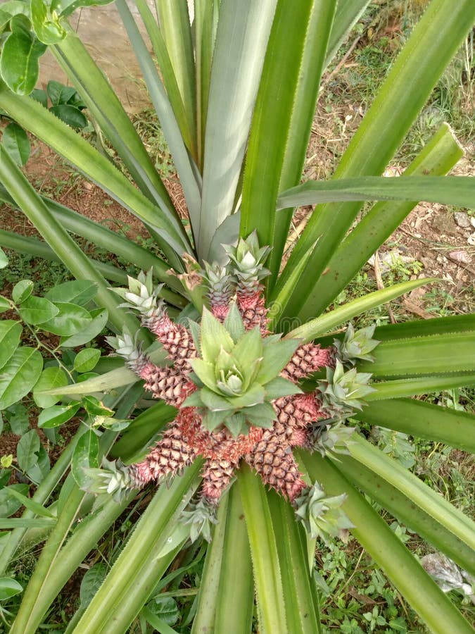 Beautiful and Unique Red Crown Pineapple Fruit Stock Image - Image of ...