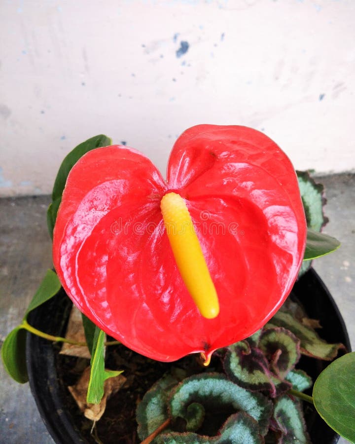 Beautiful and Unique Red Flowers Stock Image - Image of organ, flower ...