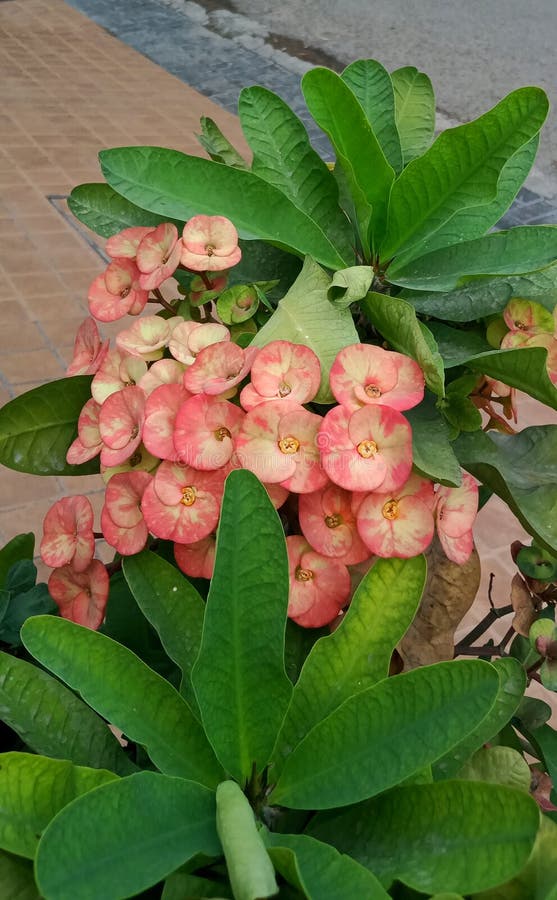 Beautiful of unity stock image. Image of shrub, fruit - 200448457