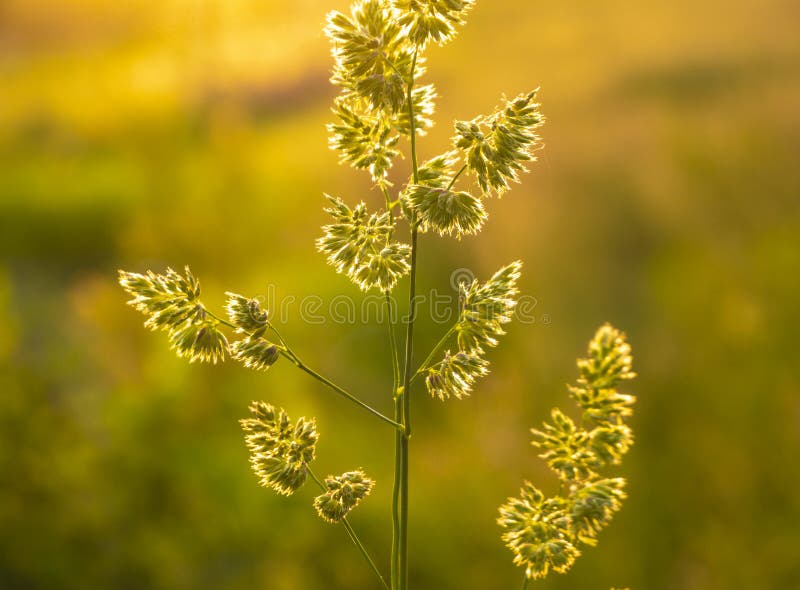 Beautiful and Unusual Background Made of Elements of Nature Stock Image ...