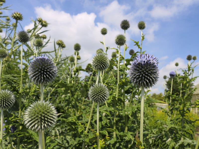 Echinops Globe Thistle stock image. Image of floral - 155452973