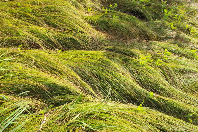 Beautiful, Unusual, Lush Green Grass Grows in Waves. Stock Image ...