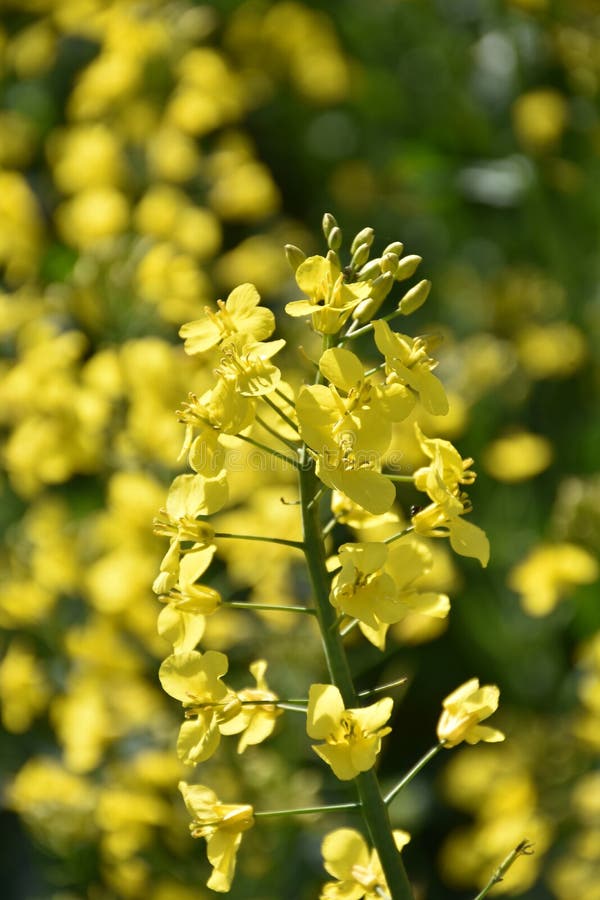 Breathtaking Close Up of Flowering Yellow Seed Stock Image - Image of ...