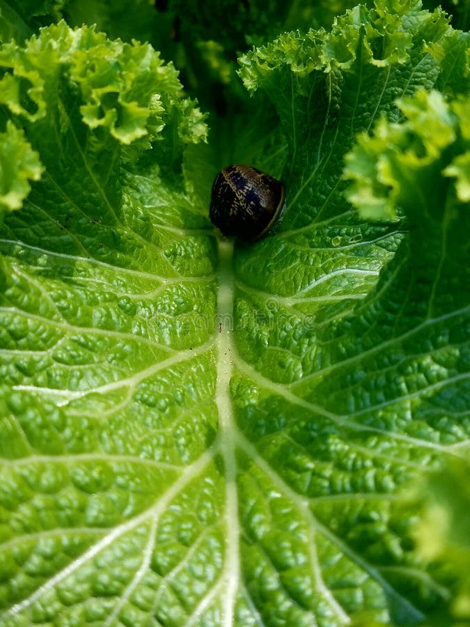 Beautiful Up Close of Wild Kale Snail 4k Stock Photo - Image of close ...