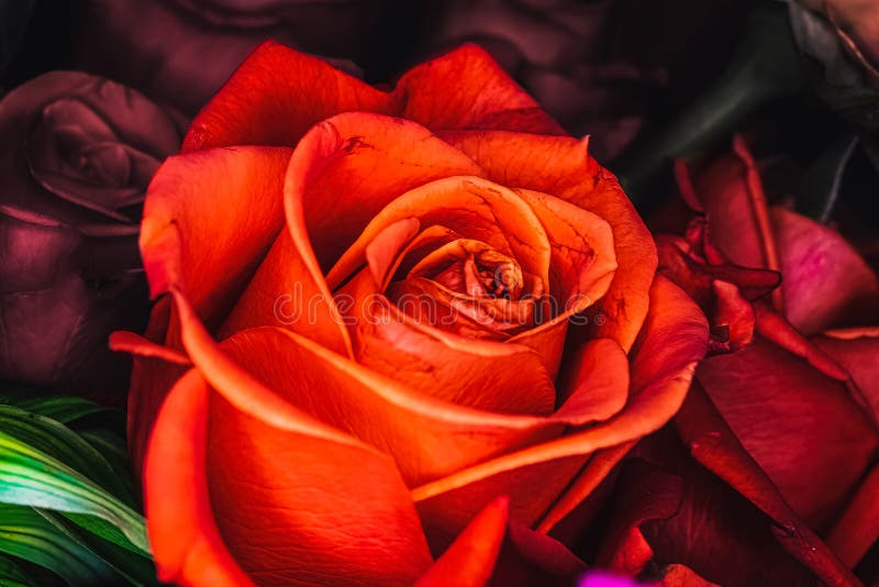 Beautiful Upclose of a Red Vibrant Roses Stock Image - Image of closeup ...