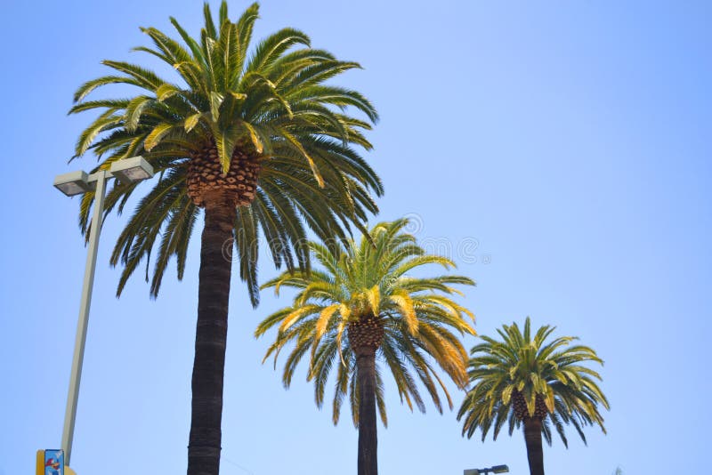 Beautiful urban palm tree stock photo. Image of palm - 191281482