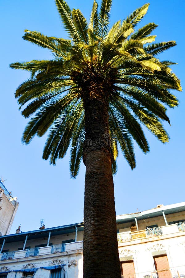Beautiful urban palm tree stock image. Image of tree - 191282333