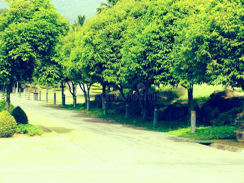 Beautiful Urban Road with Green Trees with Filter Color Stock Photo ...