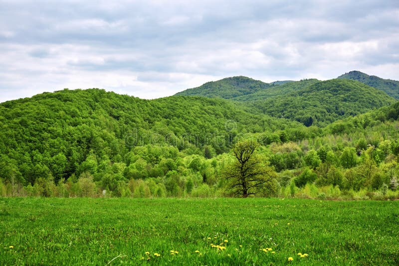 Beautiful Valley with Mountains in the Background Stock Image - Image ...