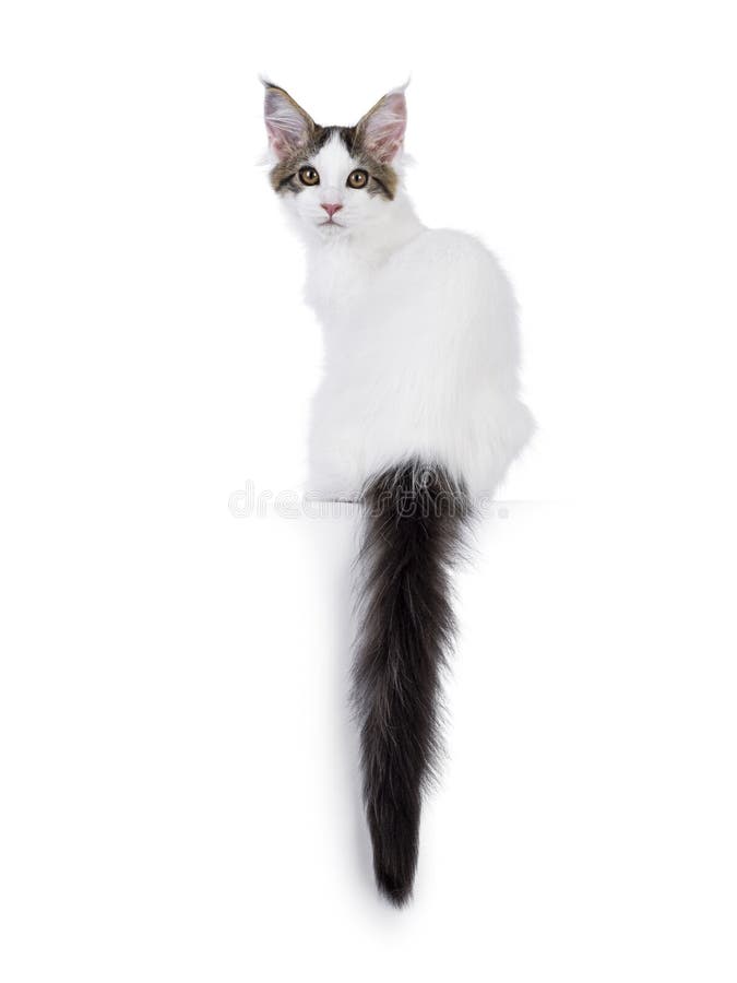 Maine Coon kitten on white stock image. Image of pattern - 331459893
