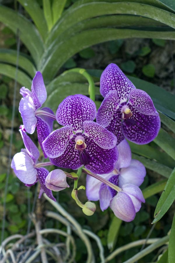 Beautiful Red Vanda Orchids with Other Plant and Leaves (selective ...