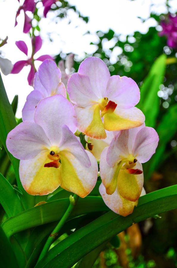 Beautiful Red Vanda Orchids with Other Plant and Leaves (selective ...