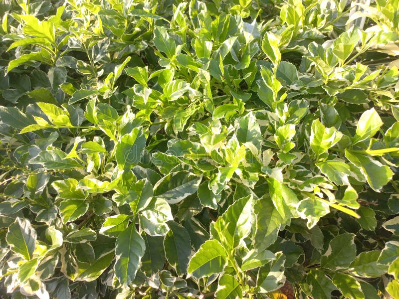 Beautiful Variegata Plant in the Park Above the Hill Stock Image ...