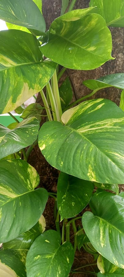 Beautiful Variegated Pothos Amazing Stock Image - Image of beautiful ...