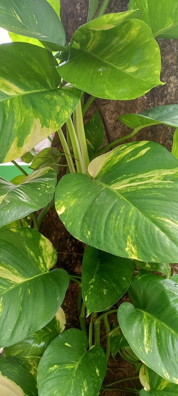 Beautiful Variegated Pothos Amazing Stock Image - Image of beautiful ...