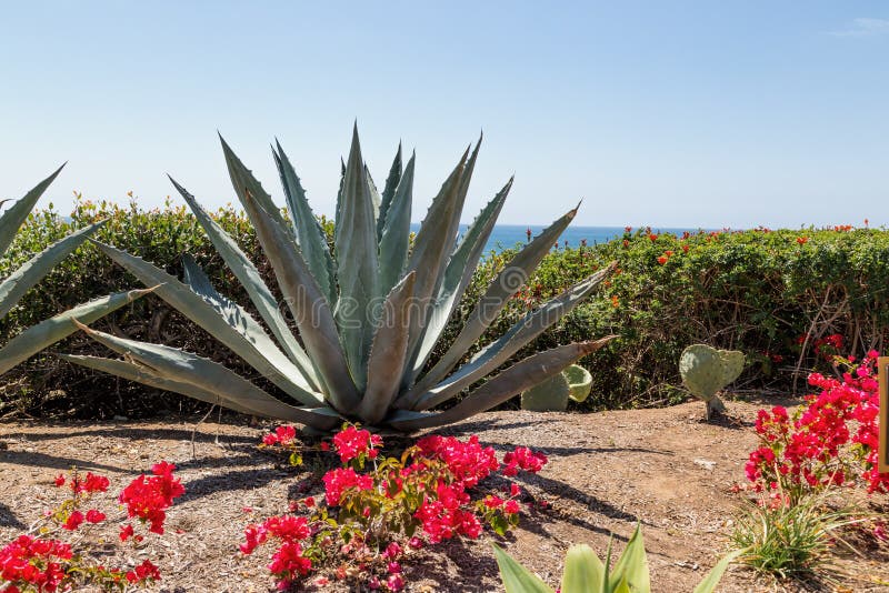 The Flora of California stock photo. Image of moss, background - 135555372