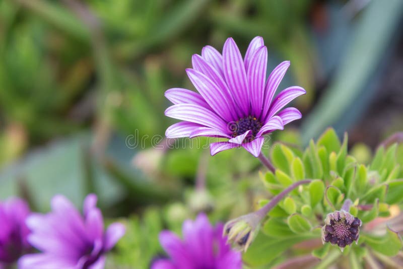 The Flora of California stock image. Image of desert - 135556405