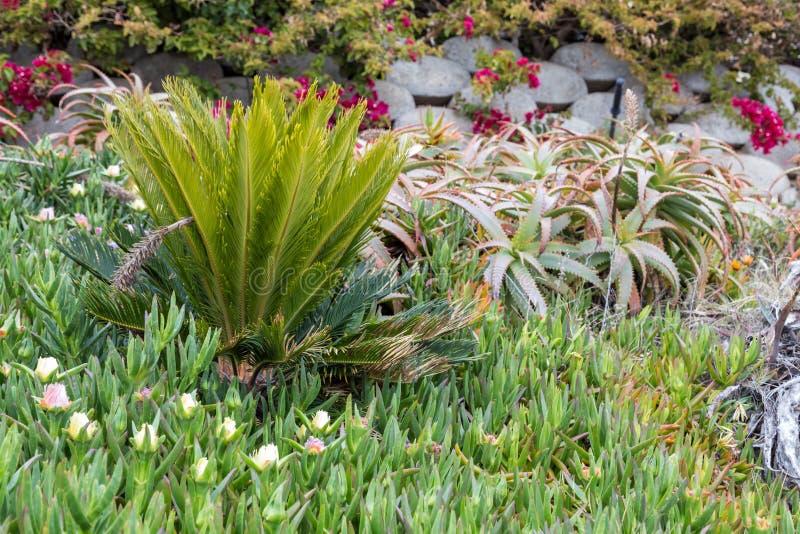 The Flora of California stock image. Image of floral - 135556465