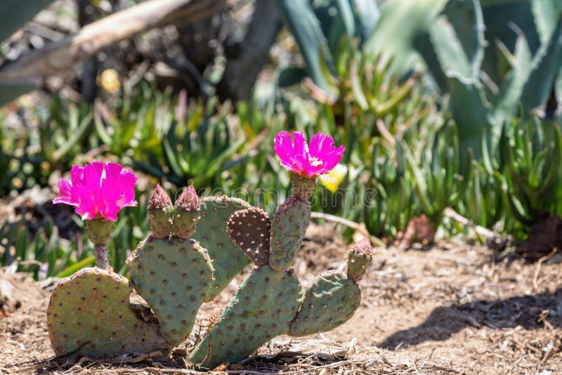 The Flora of California stock photo. Image of beautiful - 135763644