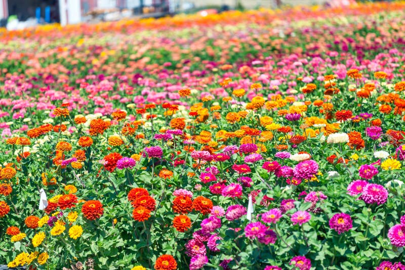 Beautiful Variety of Multi Color Flowers Stock Image - Image of flowers ...