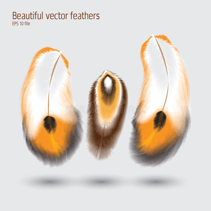Beautiful Vector Feathers Illustration Stock Vector - Illustration of ...