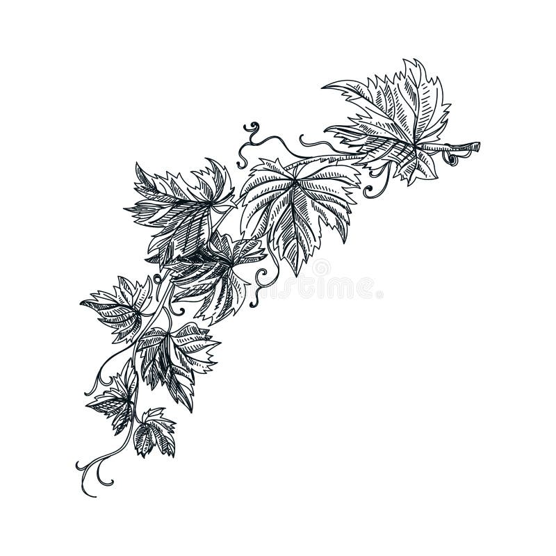 Grapevine ink sketch stock vector. Illustration of juicy - 93822335