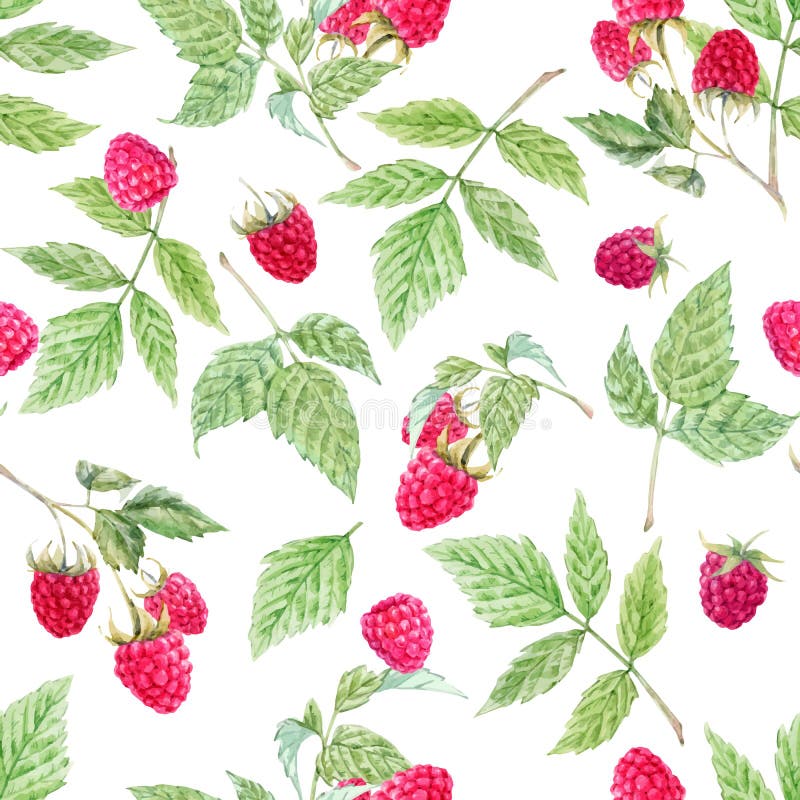 Watercolor Raspberry Branch Isolated on White Stock Illustration ...