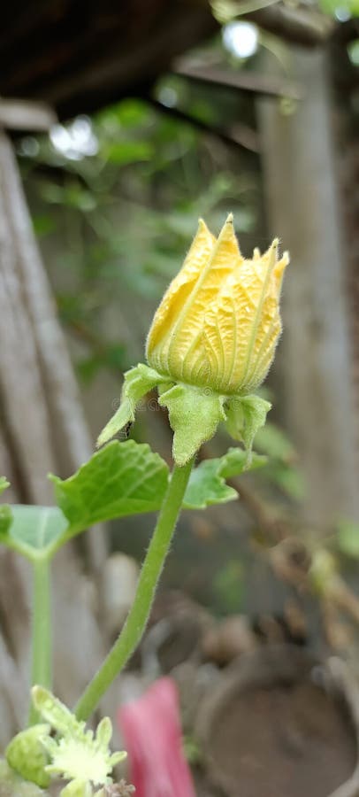 Beautiful Vegetable Flower stock image. Image of petal - 224373737