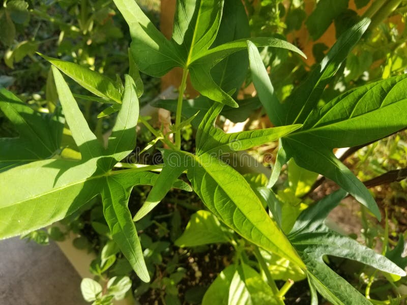 Beautiful Vegetables in a Pot Stock Photo - Image of wildflower, grass ...