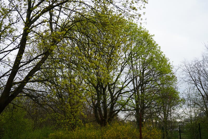 Beautiful Vegetation in May. Berlin, Germany Stock Photo - Image of ...