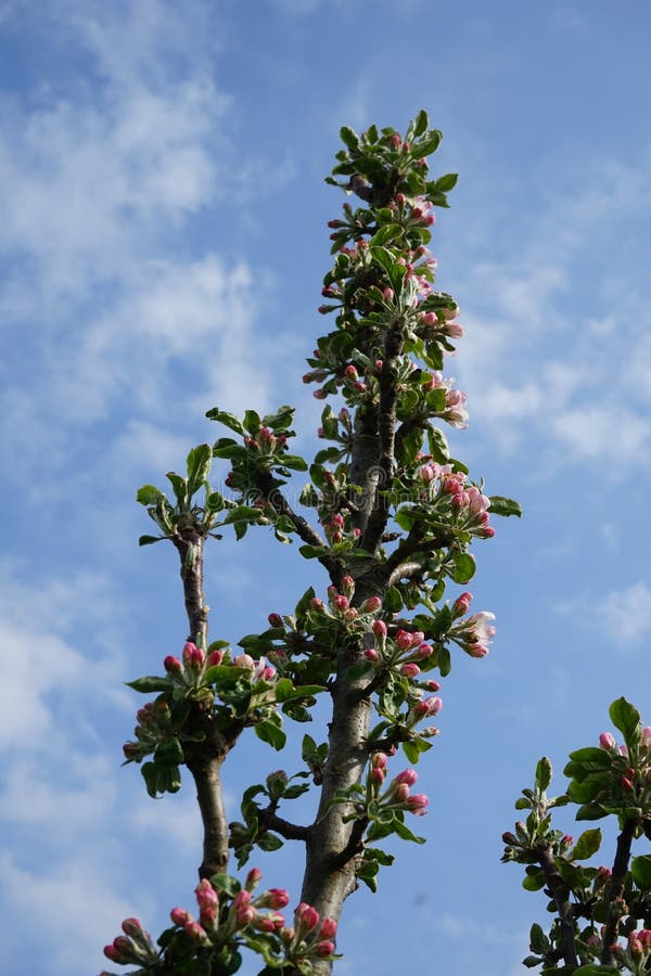 Blooming Columnar Apple Tree in May. Berlin, Germany Stock Image ...