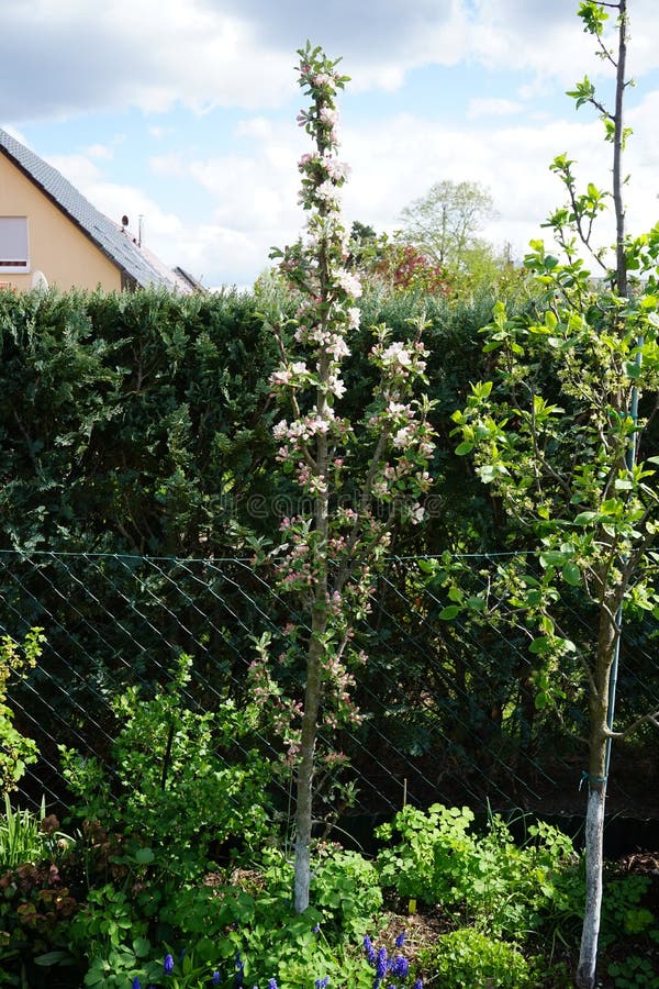 Blooming Columnar Apple Tree in May. Berlin, Germany Stock Photo ...