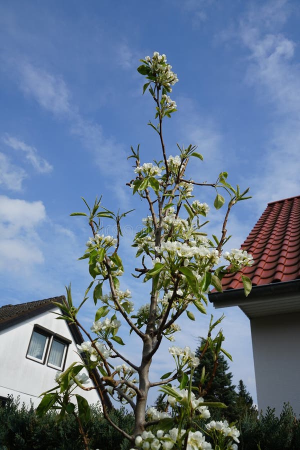 Blooming Columnar Pear in May. Berlin, Germany Stock Photo - Image of ...